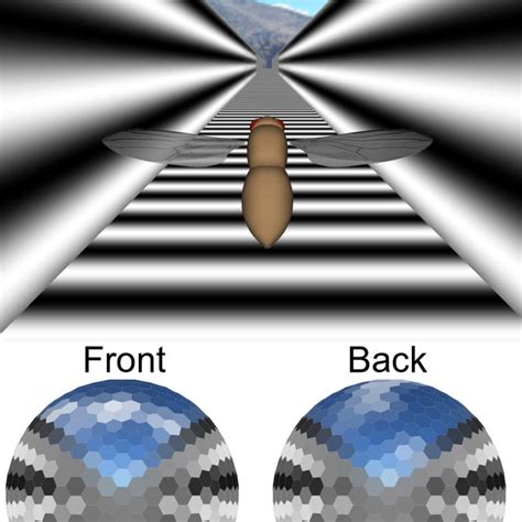 Image result for fly vision simulation