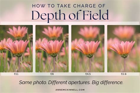Image result for Shallow Depth of Field Photography Examples