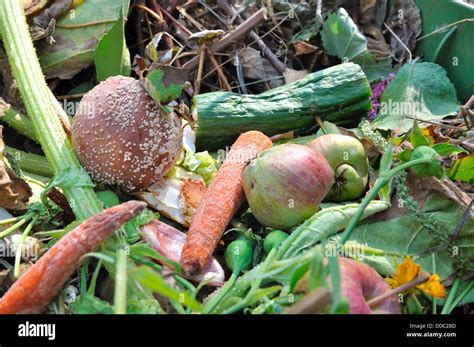 Image result for Box Plant Waste Pictures