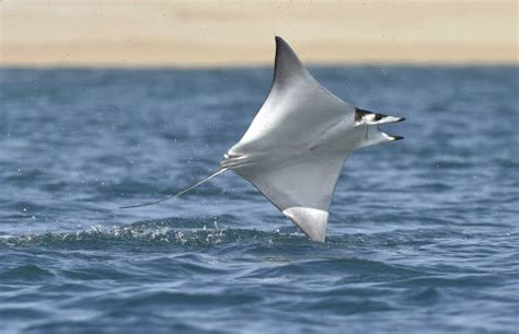 Image result for Manta Ray Jumping Over Bridge