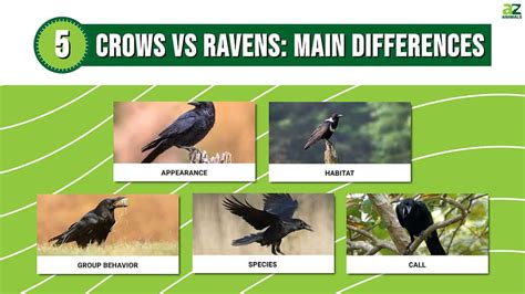 Image result for Crow Vs Raven Differences