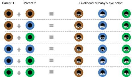 Image result for Eye Color Inheritance Chart