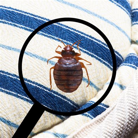 Image result for Bed Bug Identification