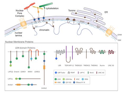 Image result for Nuclear Envelope Function