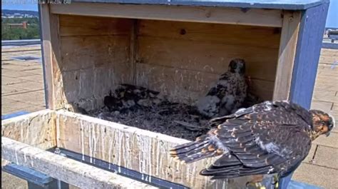 Image result for Falcon Box File Large