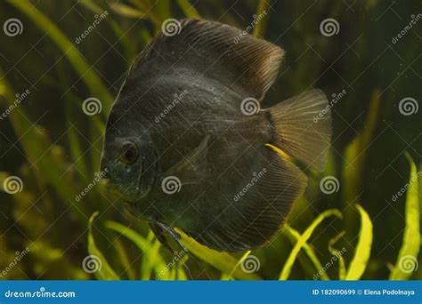 Image result for Symphysodon Discus