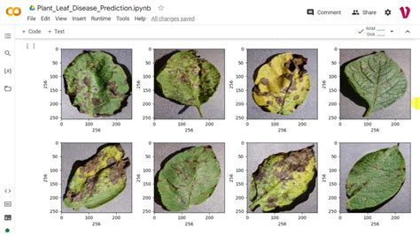 Image result for Plant Leaf Disease Detection Using CNN Source Code