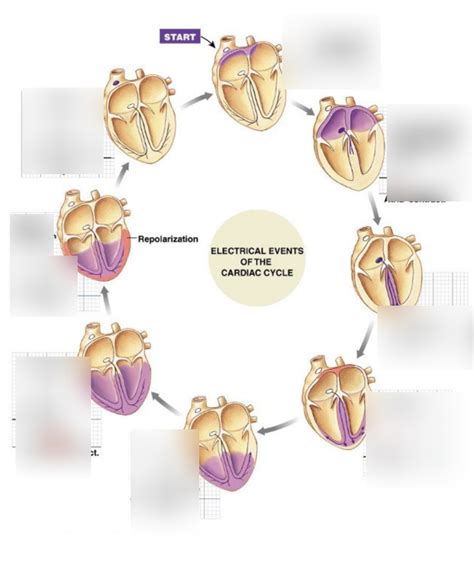 ECG in cardiac cycle Diagram | Quizlet