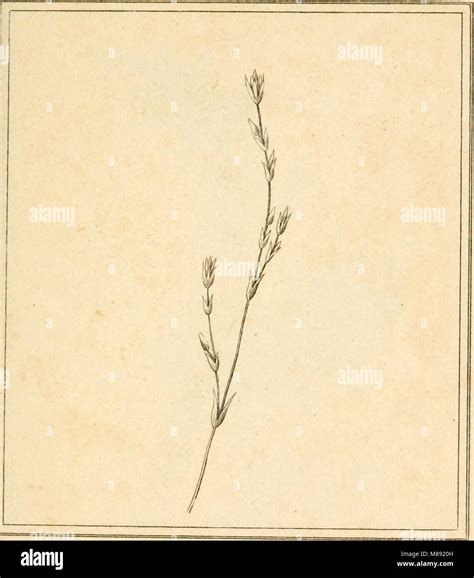 Image result for Linnaeus Classification System