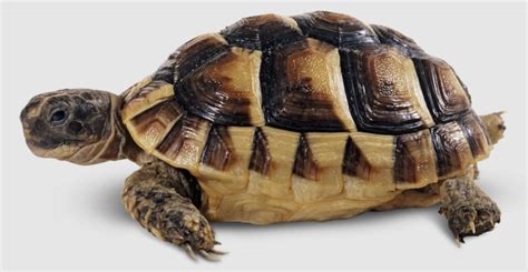Image result for Tortoise Body Parts