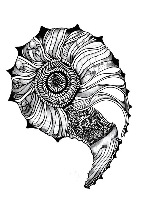 Image result for Seashell Shape Drawing Basic