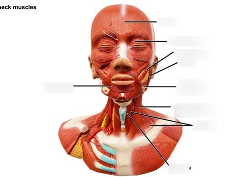 Image result for How to Build Neck Muscles Chart