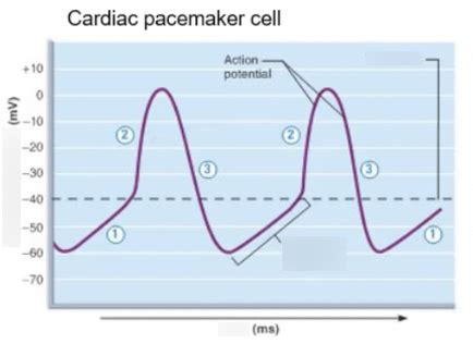Image result for Pacemaker Potential
