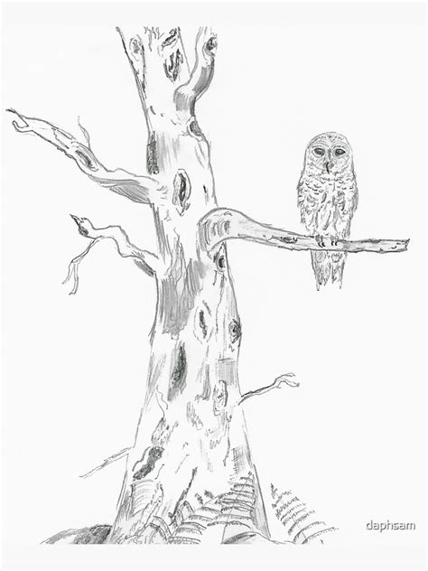 Image result for Graphite Drawing of Owl