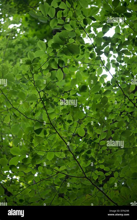 Image result for ASP Tree