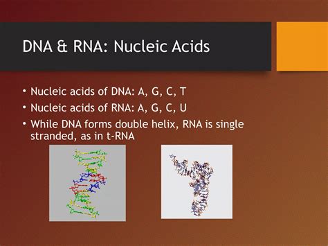 Image result for Nucleic Acid Database