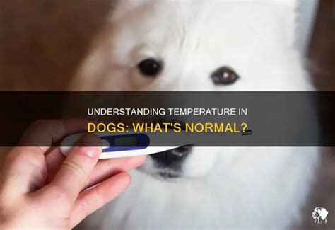 Image result for Dog Temperature Normal
