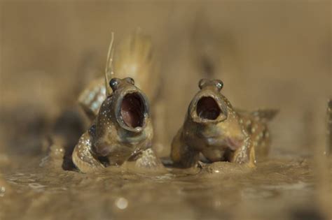 Image result for Screaming Fish Origin