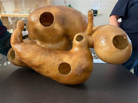 Anatomy - Ruminant Stomach Diagram | Quizlet