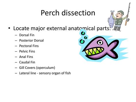 Image result for Perch Fish Dissection