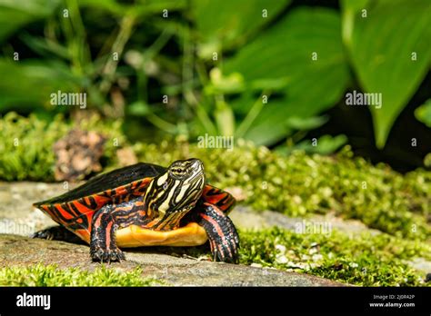 Image result for Paint Turtle