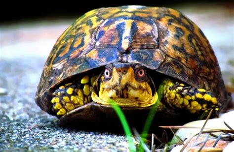 Image result for Box Finding Turtle