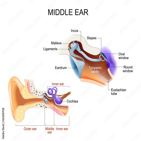Image result for Incus On-Ear Model