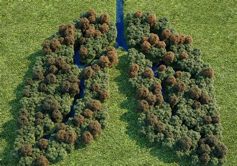 Image result for Bronchial Challenge Test Procedure