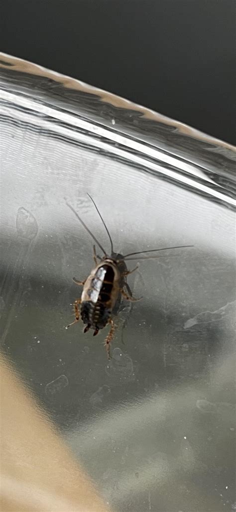 Image result for Cockroach Ontario