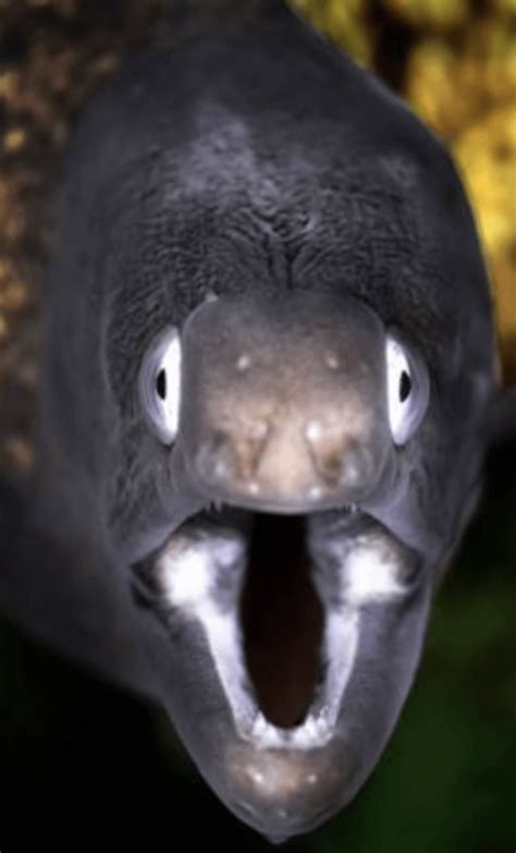 Image result for Screaming Fish Origin