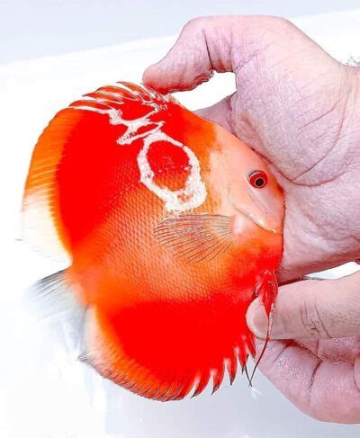 Image result for Ruby Red Discus