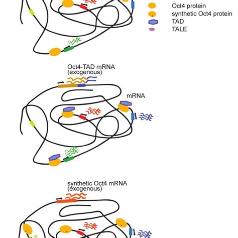 Image result for Reprogramming Sequence