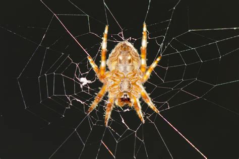 Image result for Spider Web Net
