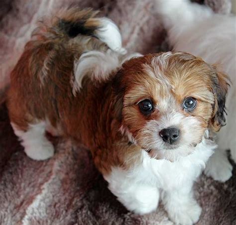 Image result for Cavapoochon Puppy