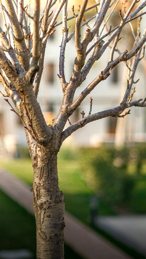 Image result for Pictures Beginigof Spring