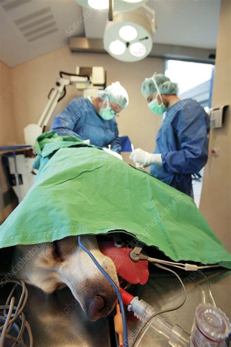 Image result for Veterinary surgery Surgery Types