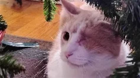 Image result for NPC Hitbox Expander Script Solara