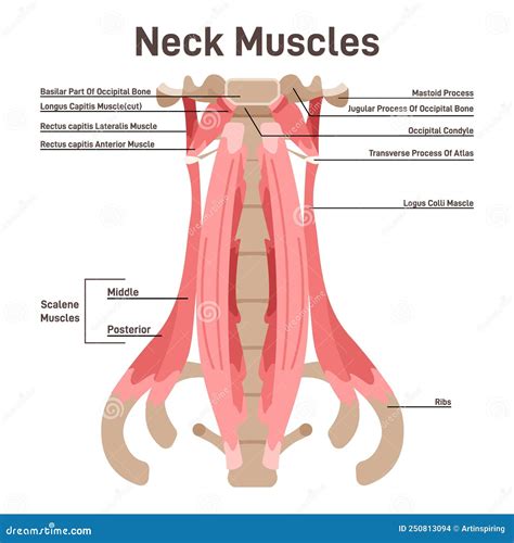 Image result for Neck Muscles Front View