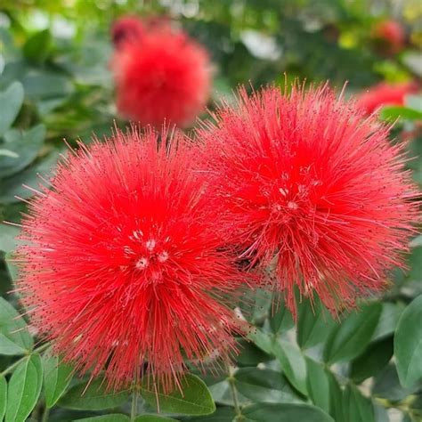 Image result for Red Powder Puff Tree