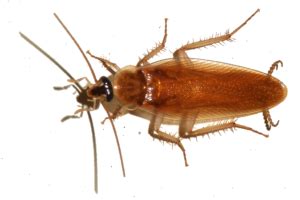 What are some common features of the cockroach anatomy