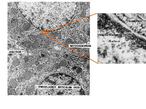 Image result for Confocal Microscopy Tutorial