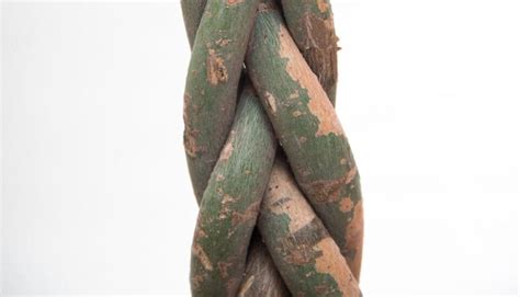 Image result for How to Braid a Money Tree