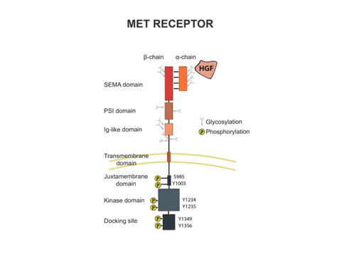 Image result for Scientific Figure Example