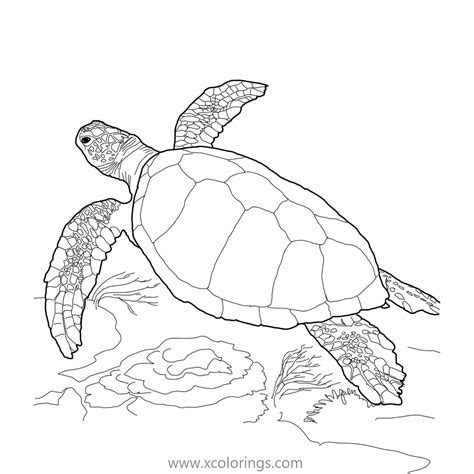 Image result for Sea Turtle PrintOut