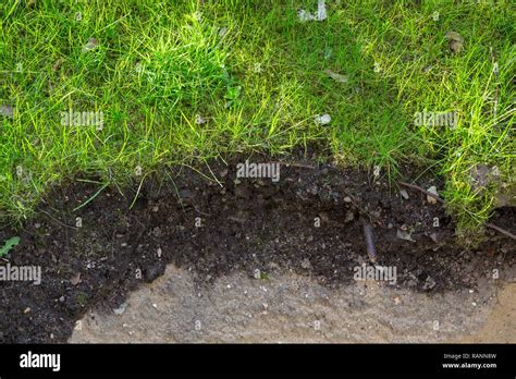 Image result for Humus Layer