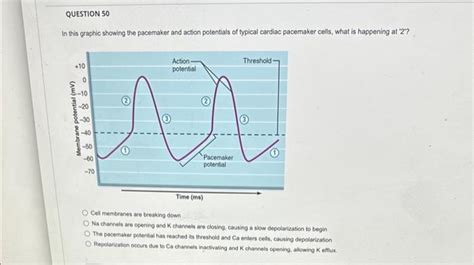 Image result for Pacemaker Potential