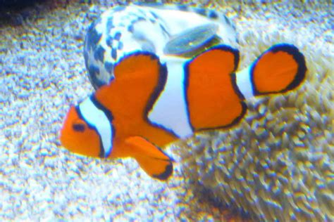 Image result for Finding Nemo Chicken Fish
