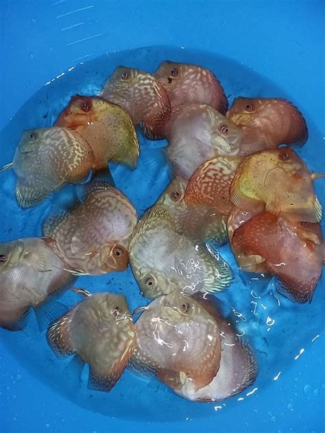 Image result for Rarest Discus Fish