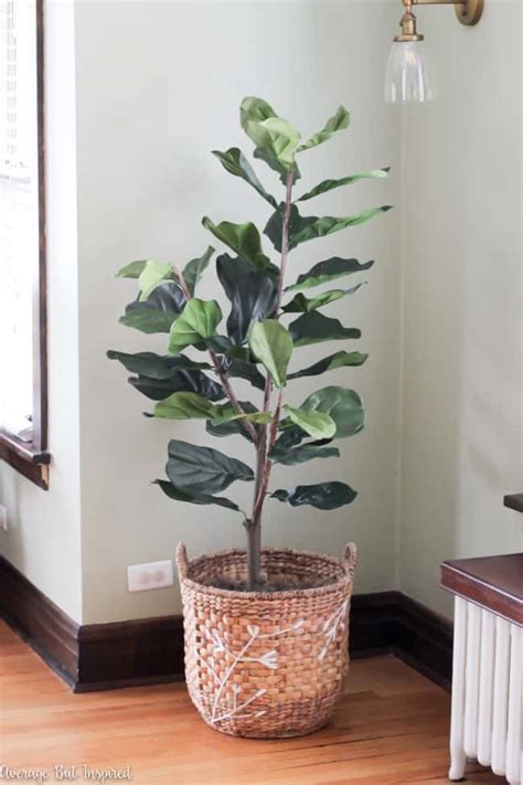 Image result for Fake Fiddle Fig Tree