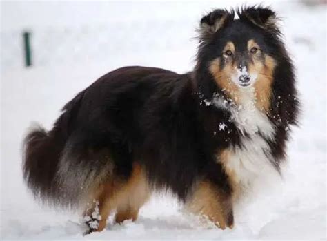 Image result for Sheltie Color Chart